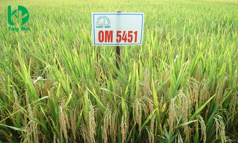 Top 5 Giống Lúa OM được Bà Con Yêu Thích | Tây Đô JSC