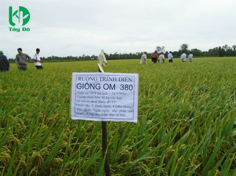 Top 5 Giống Lúa OM được Bà Con Yêu Thích | Tây Đô JSC